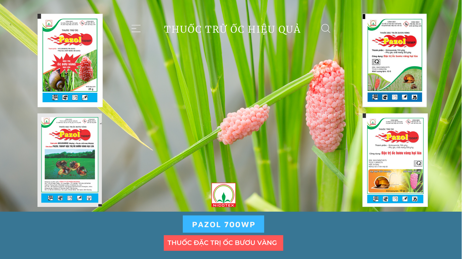 TRỪ ỐC BƯƠU VÀNG TRIỆT ĐỂ CÙNG PAZOL 700WP – Nicotex Joint Stock Company