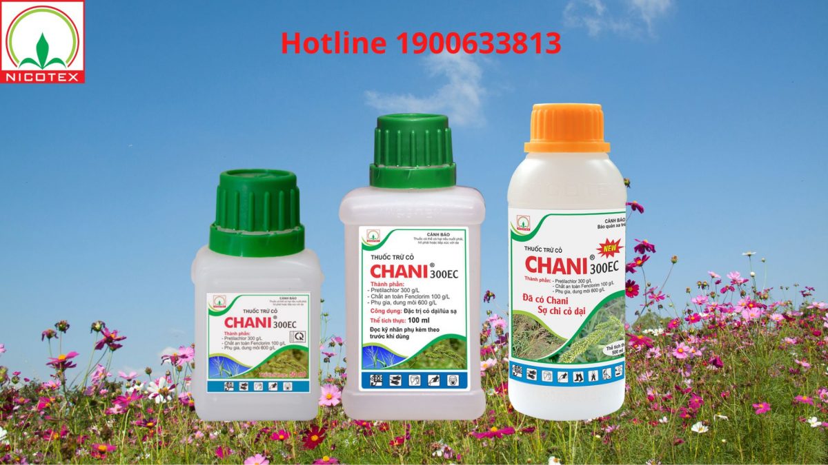 Thuốc trừ cỏ cho lúa sạ Chani 300EC – an toàn cho cây lúa