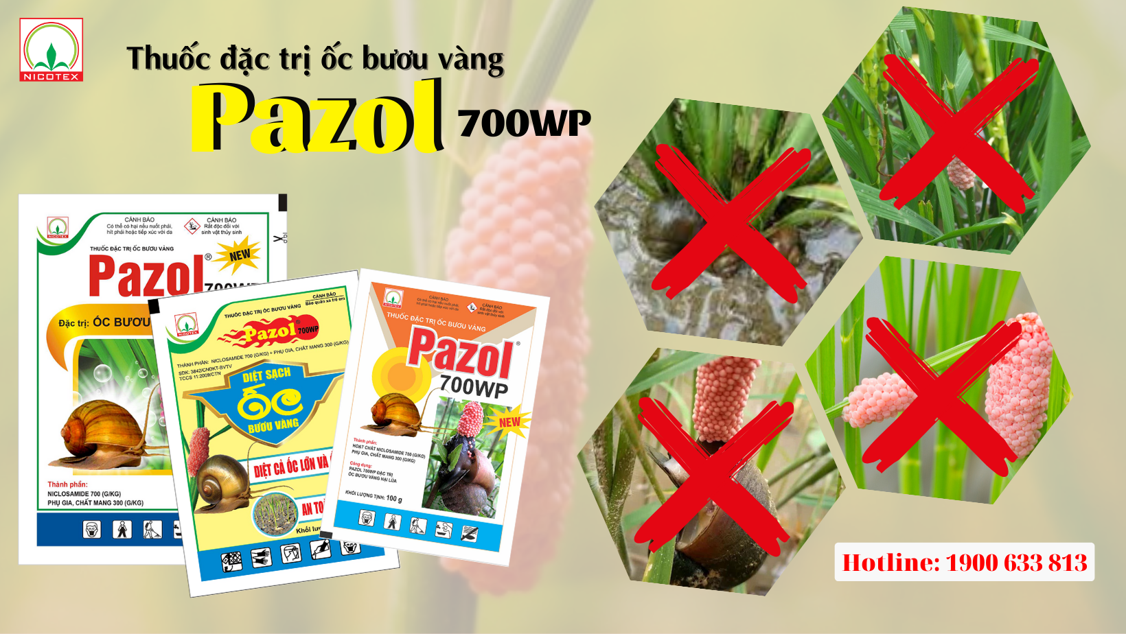 Phòng trừ ốc bươu vàng hại lúa bằng PAZOL 700WP