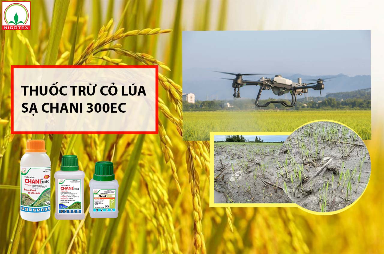 Thuốc trừ cỏ lúa sạ - Chani 300EC – Giải pháp hàng đầu