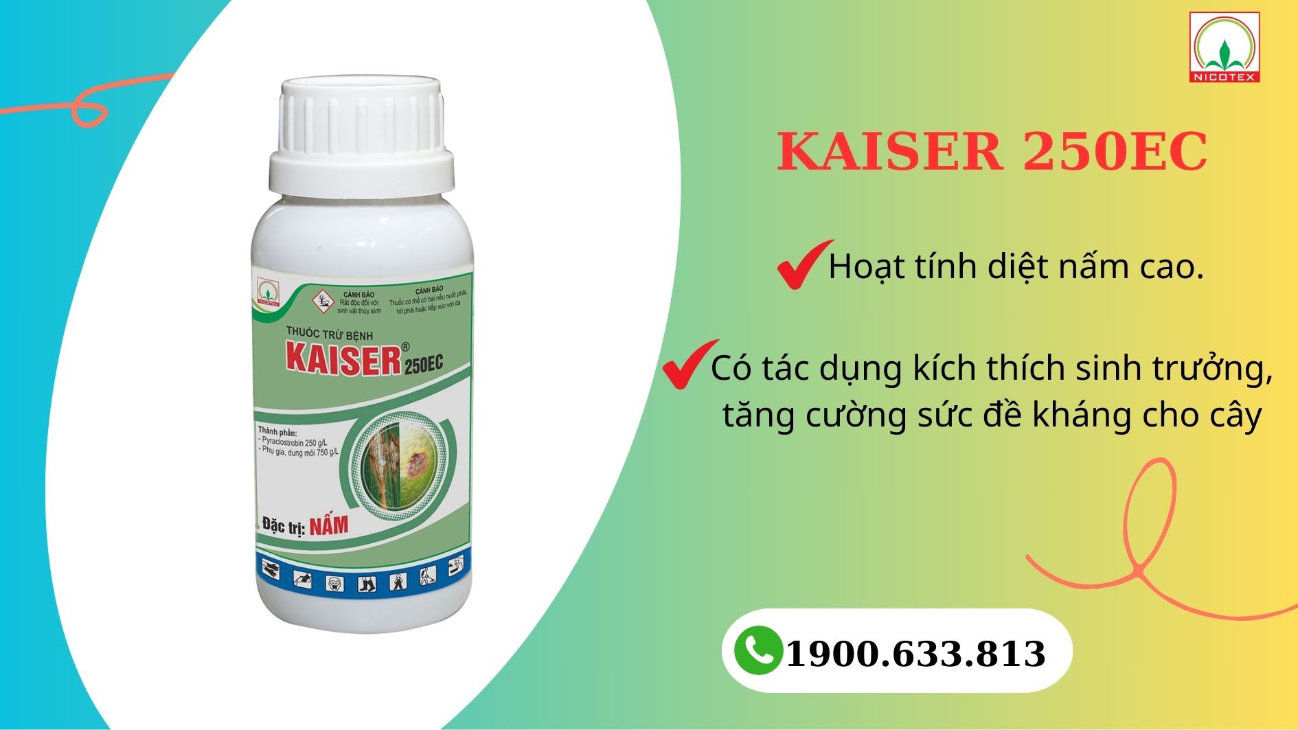 thuốc trị bệnh nấm cóc hại hoa cúc Kaiser 250EC