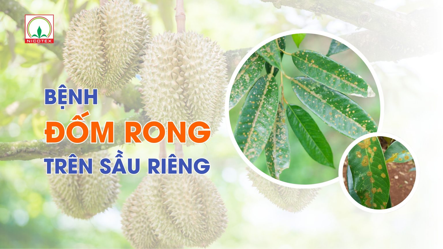 Bệnh đốm rong sầu riêng và giải pháp phòng trừ