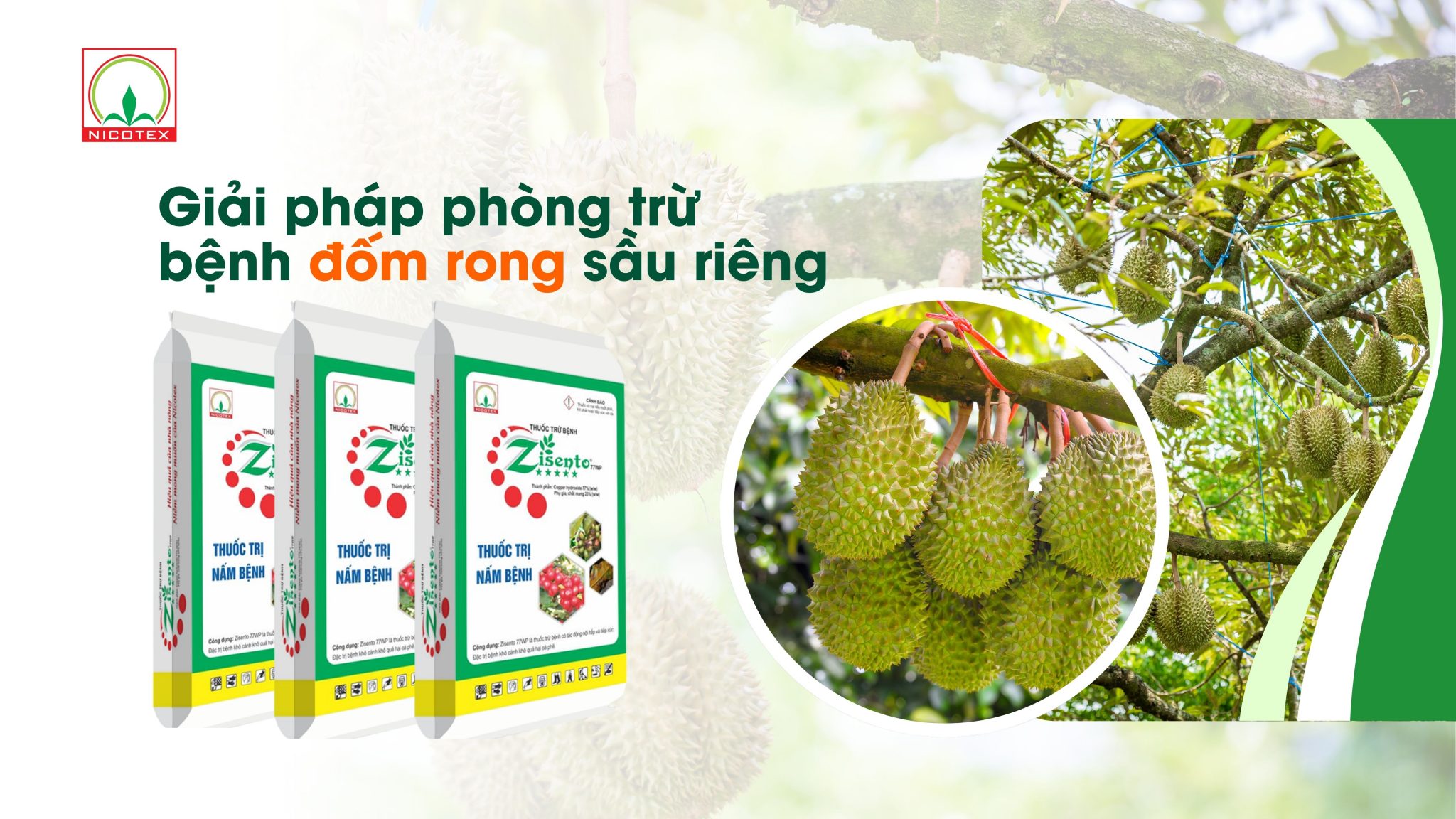 Bệnh đốm rong sầu riêng và giải pháp phòng trừ